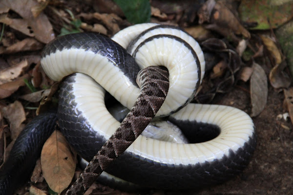 Clelia clelia | Project Noah