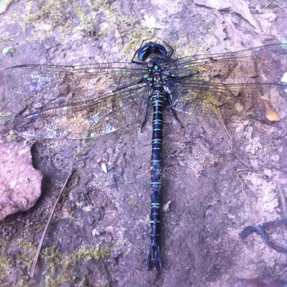Swamp Darner | Project Noah