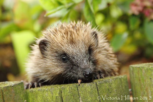 European Hedgehog | Project Noah
