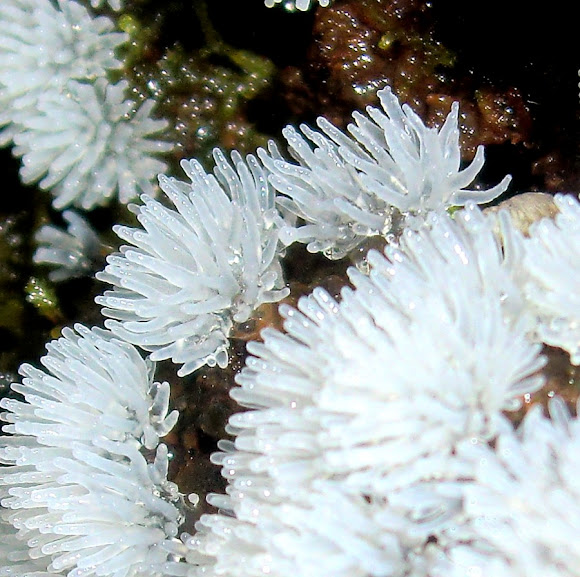 Coral Slime | Project Noah