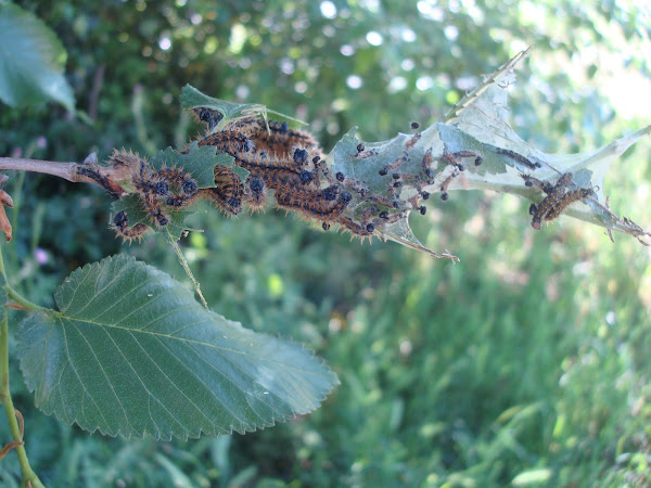 Large Tortoiseshell Caterpillars / Veliki koprivar (gusjenice ...