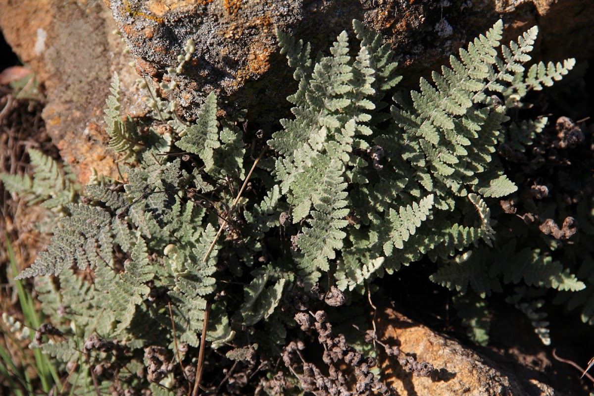 Lip Fern | Project Noah