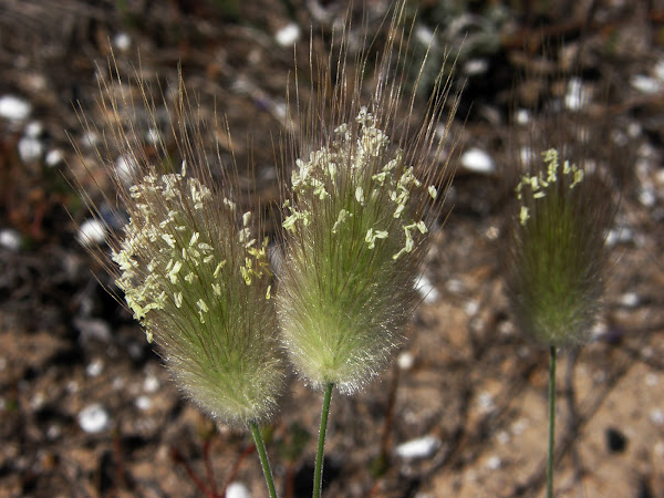 Cola de liebre | Project Noah