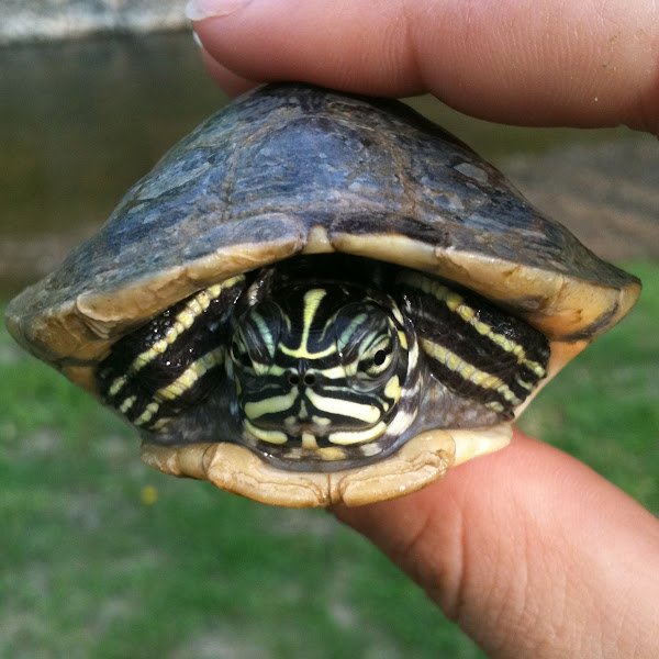 Common Map Turtle | Project Noah