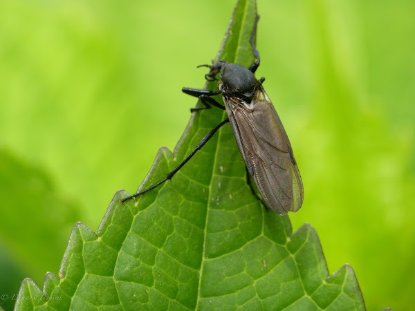 March Fly (Female) | Project Noah