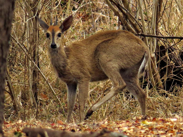Grey duiker | Project Noah
