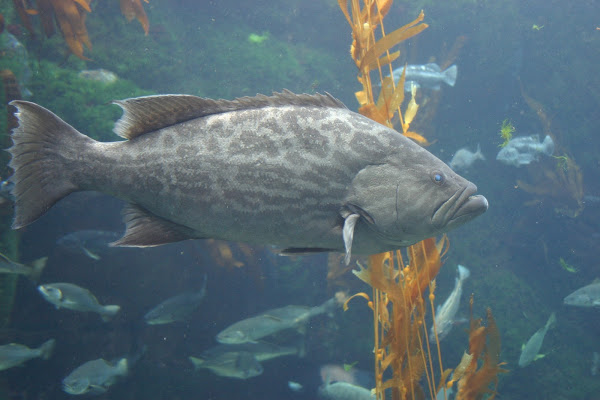 Broomtail Grouper | Project Noah