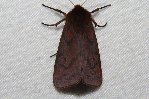 Lined Ruby Tiger Moth | Project Noah