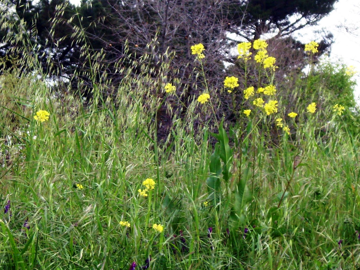 Wild Mustard | Project Noah