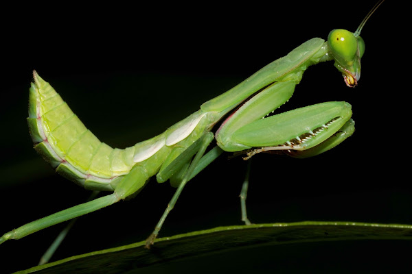 Giant Rainforest Mantis | Project Noah