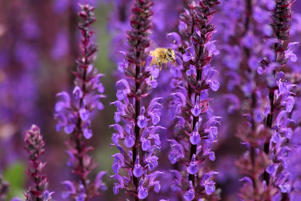 Western Honey Bee | Project Noah