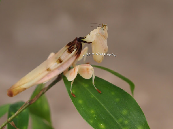 White Mantis | Project Noah