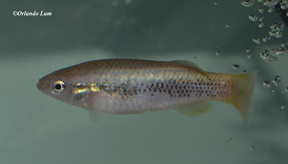 Popoyote | Project Noah