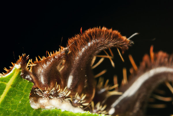 Monkey Slug | Project Noah