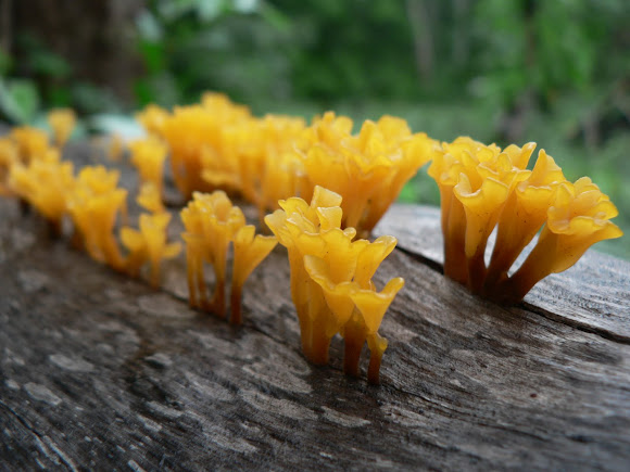 Yellow fungi | Project Noah