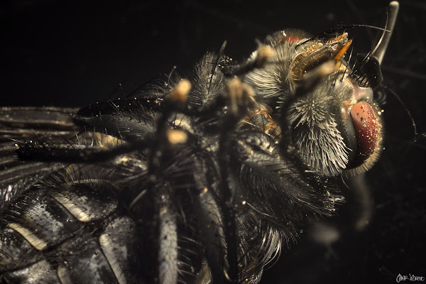 Fly corpse | Project Noah