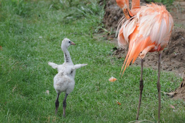 Caribbean flamingo (chick) | Project Noah
