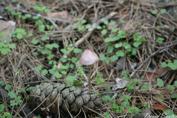 Mycena | Project Noah