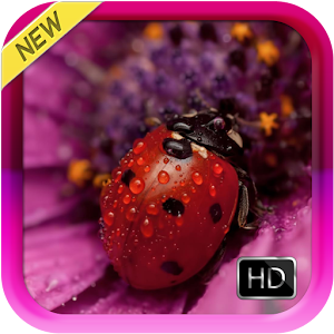 Ladybug Live Wallpaper HD - Latest version 1.1 for Android App ...
