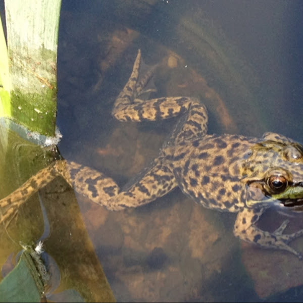 Green frog | Project Noah