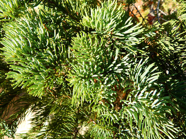 California Red Fir | Project Noah