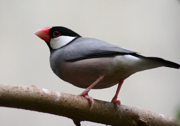 Java Sparrow | Project Noah