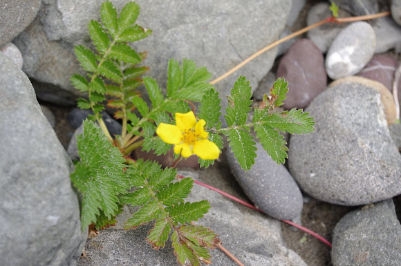 Pacific Silverweed | Project Noah