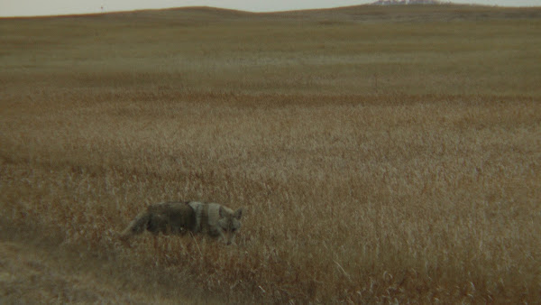 Coyote, badlands | Project Noah