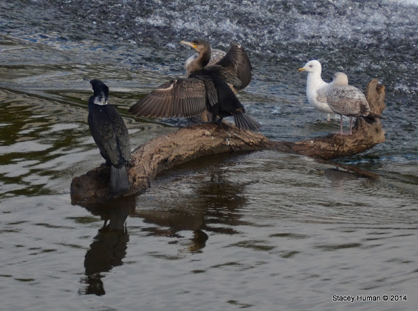 Cormorant | Project Noah