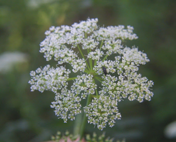 Spotted Cowbane | Project Noah