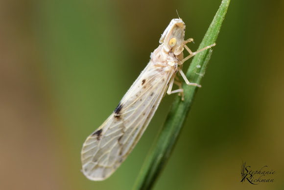 Derbid Planthopper | Project Noah