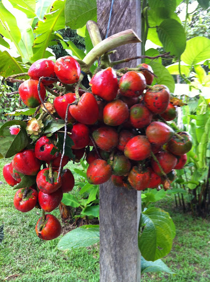 Chontaduro, peach palm fruit | Project Noah