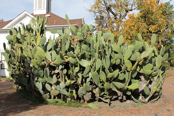 spineless cactus | Project Noah