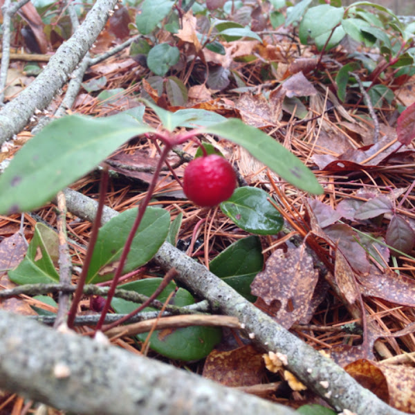 Eastern teaberry | Project Noah