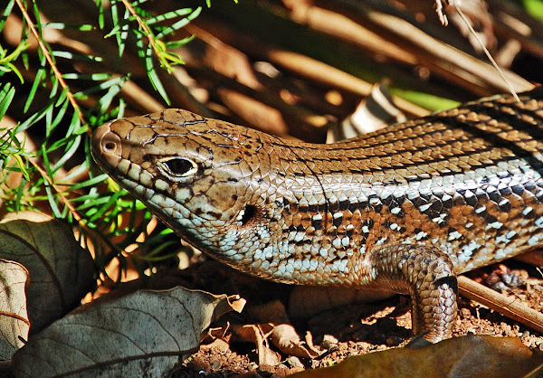 Eastern Water Skink | Project Noah