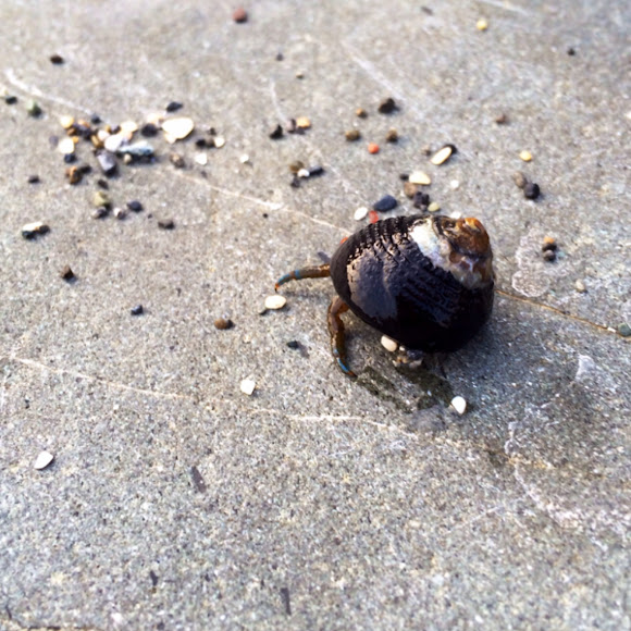 Blue-banded Hermit Crab | Project Noah