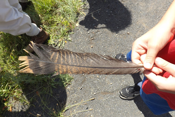 Wild Turkey Tail Feather | Project Noah