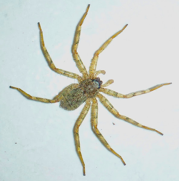 Flat Spider | Project Noah