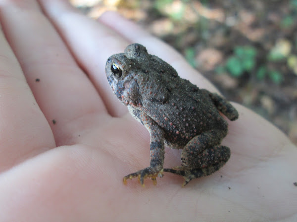 Woodhouse's toad | Project Noah