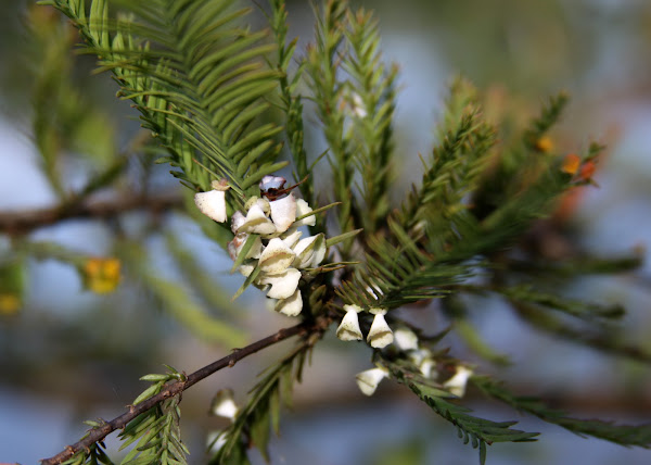 Bald cypress w/galls, insects | Project Noah
