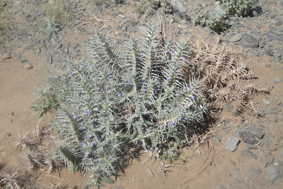 Eyelash Plant | Project Noah