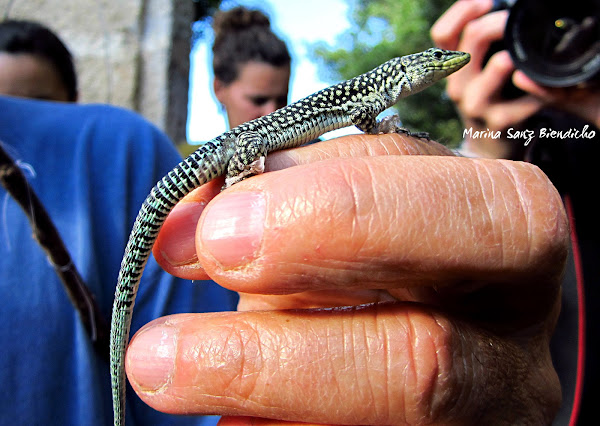 Lagartija de Marruecos, Moroccan Rock Lizard | Project Noah