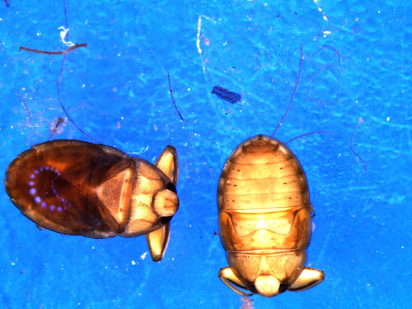 Creeping Water Bug | Project Noah