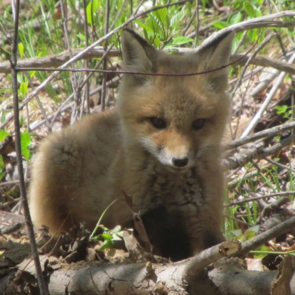 Red fox | Project Noah