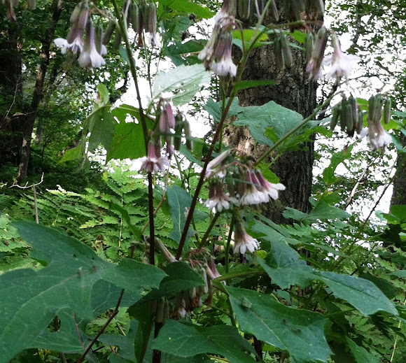 White Rattlesnake-root | Project Noah