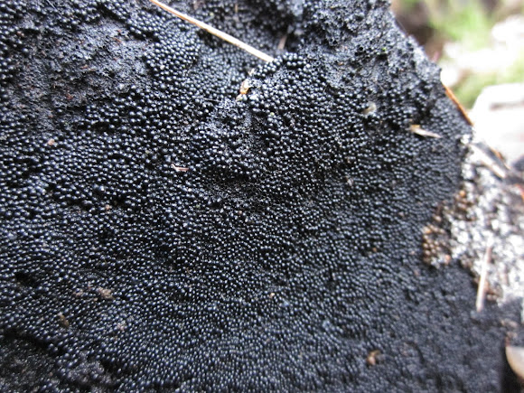 -black pearls- slime mold | Project Noah