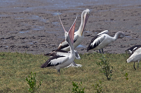 Australian Pelican | Project Noah
