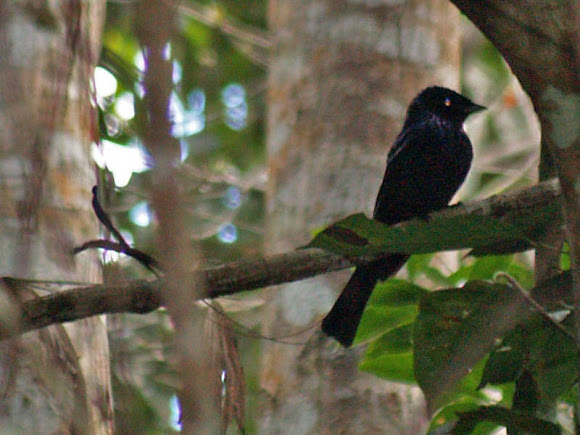 Lesser Racket-tailed Drongo | Project Noah