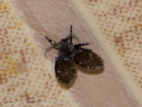 Drain Fly; Mosca de los baños | Project Noah