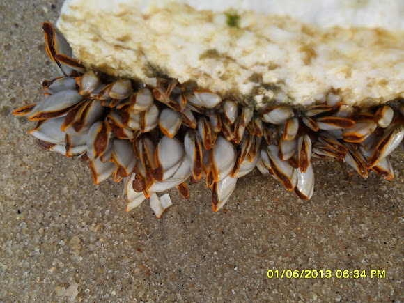Smooth Gooseneck Barnacle | Project Noah